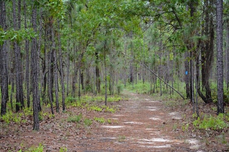 Blog – Florida’s Spanish Trail